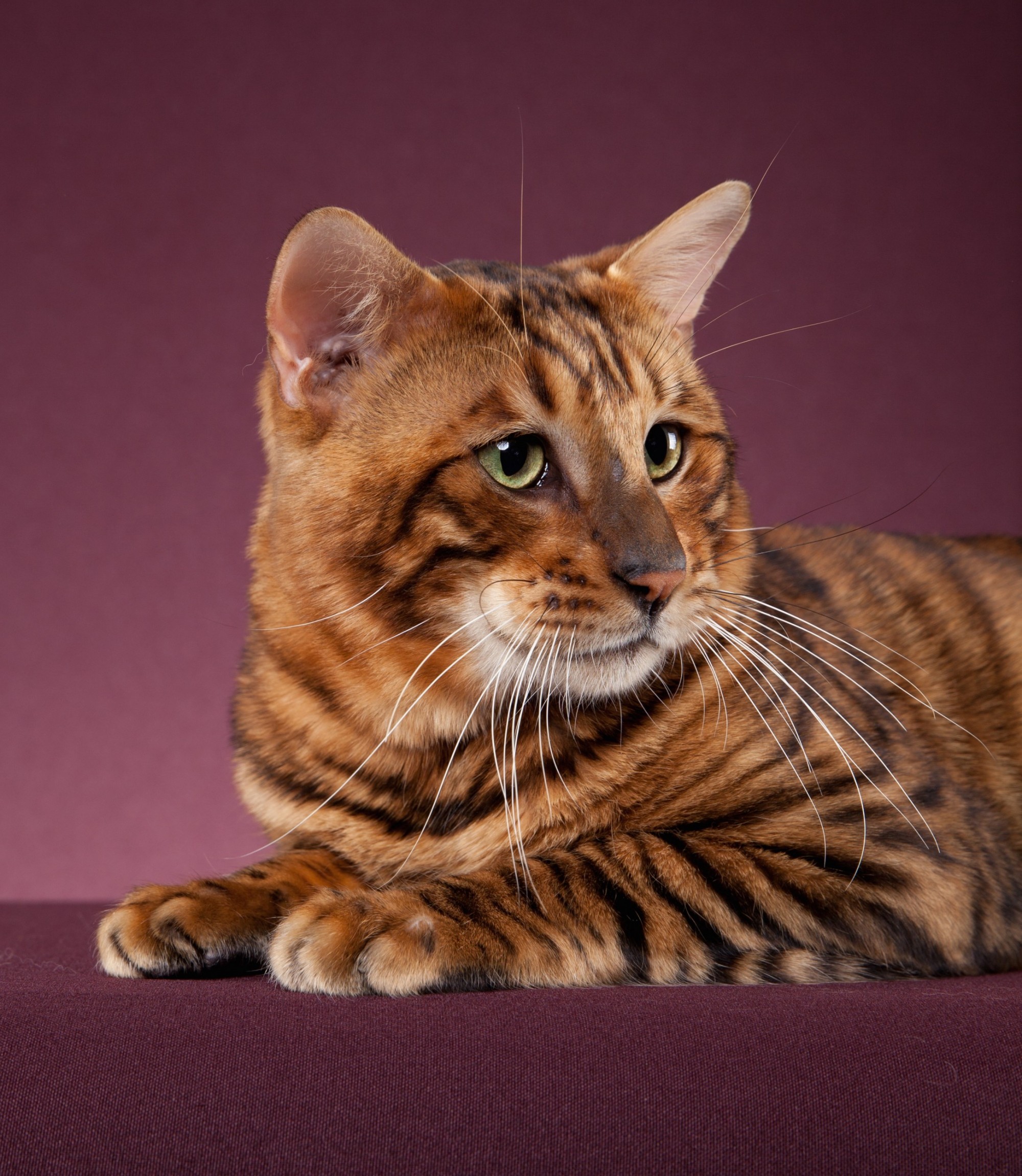 Kater & Katzen – Tigervisions